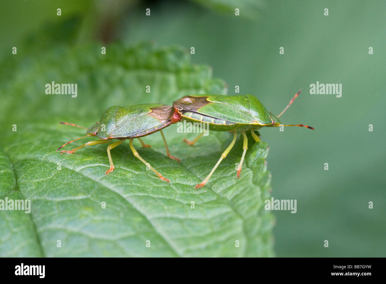 Common Green Shield Bug Palomena prasina adult male & female mating ...
