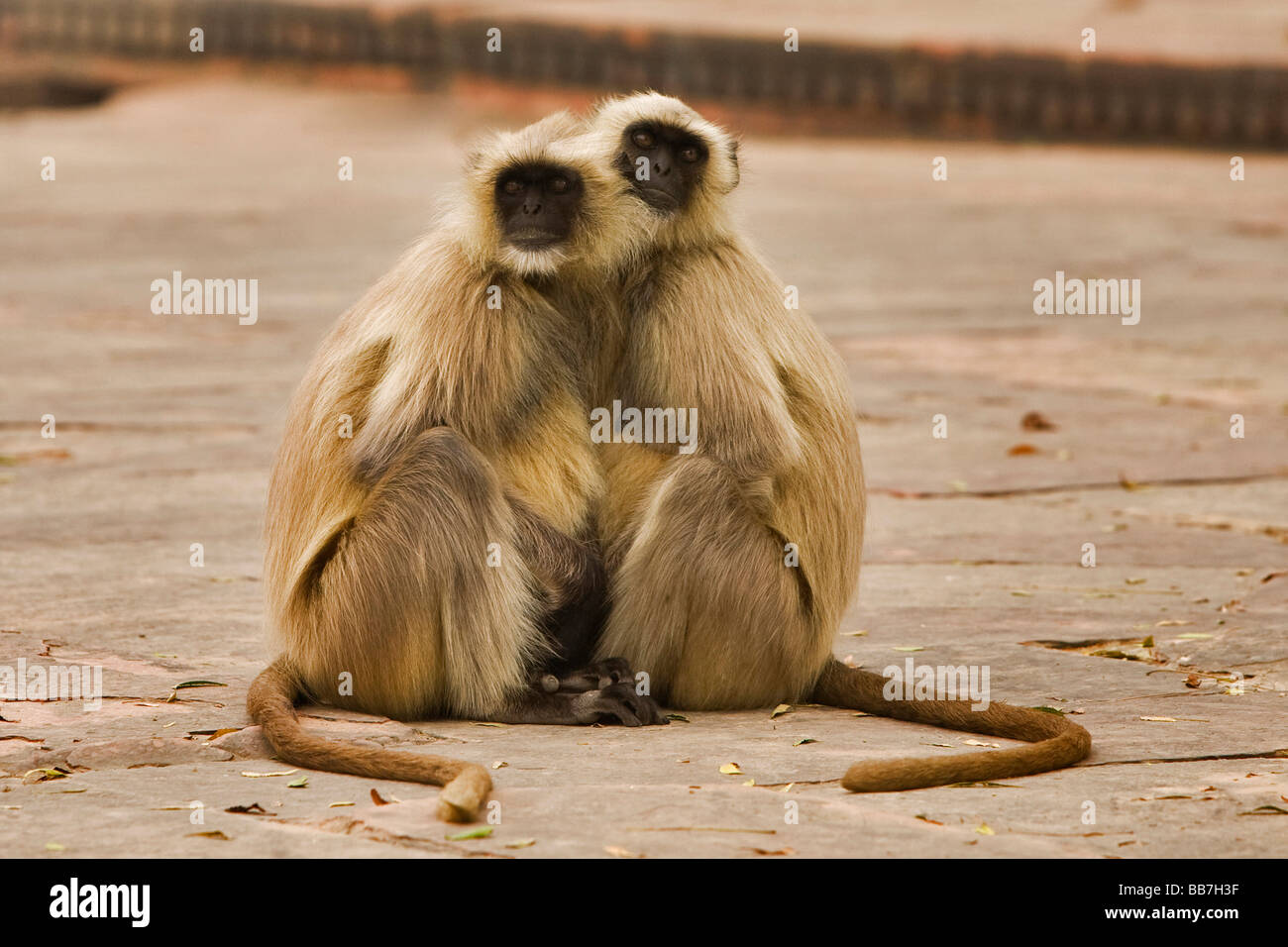 Northern Plains Gray Langurs (Semnopithecus entellus), couple, North ...