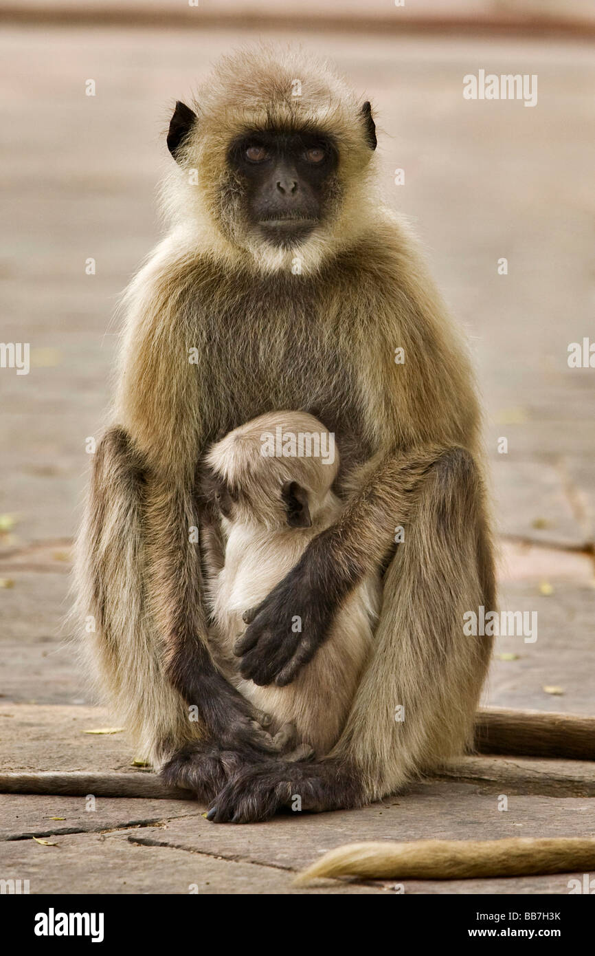 Northern Plains Gray Langurs (Semnopithecus entellus), mother and young ...