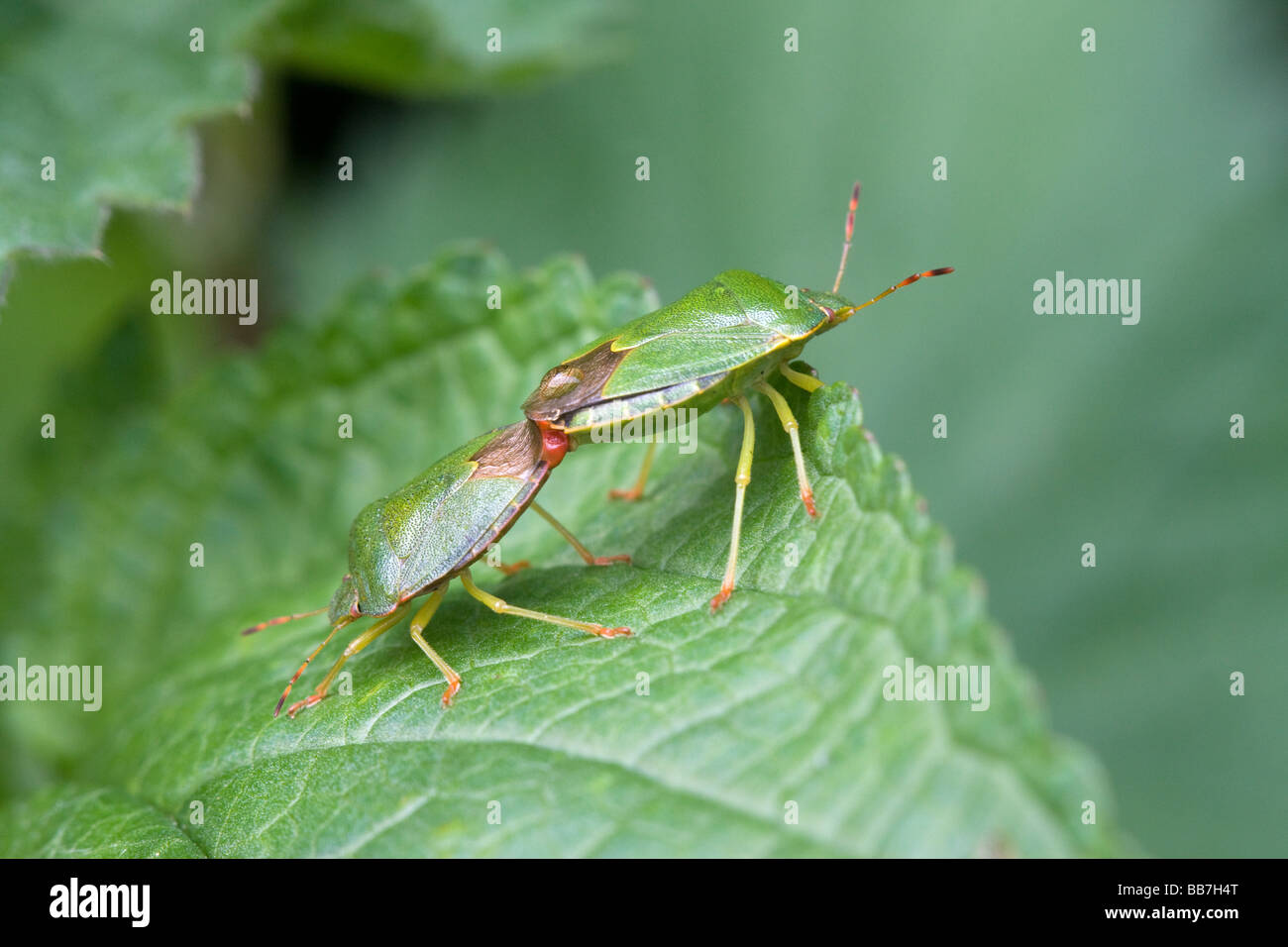 Common Green Shield Bug Palomena prasina adult male & female mating ...