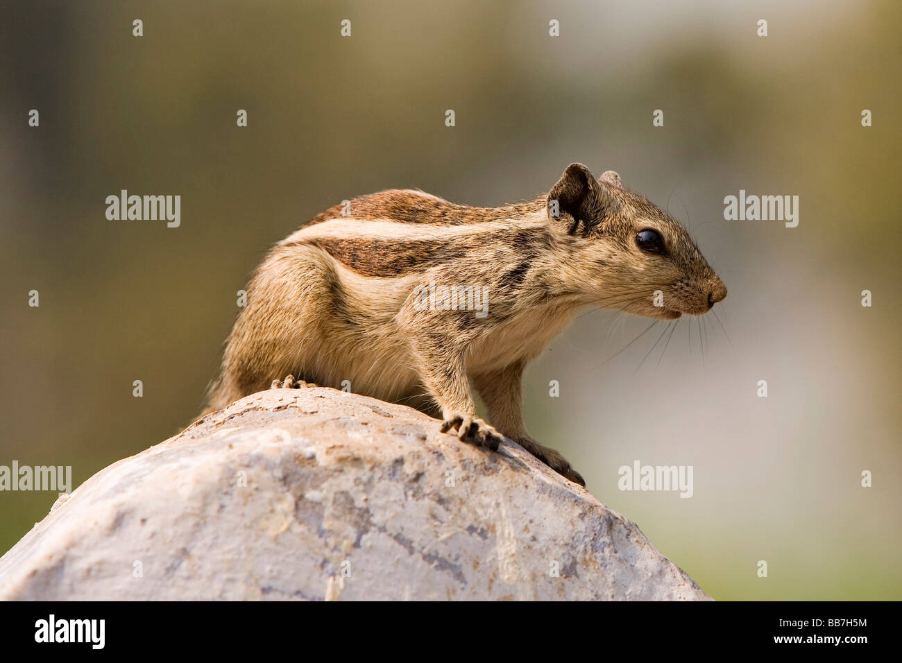 Siberian Chipmunk (Tamias sibiricus), India, Asia Stock Photo - Alamy
