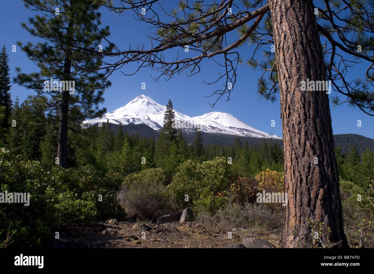 Mount Shasta from Military Crossing Fire Road California Stock Photo ...
