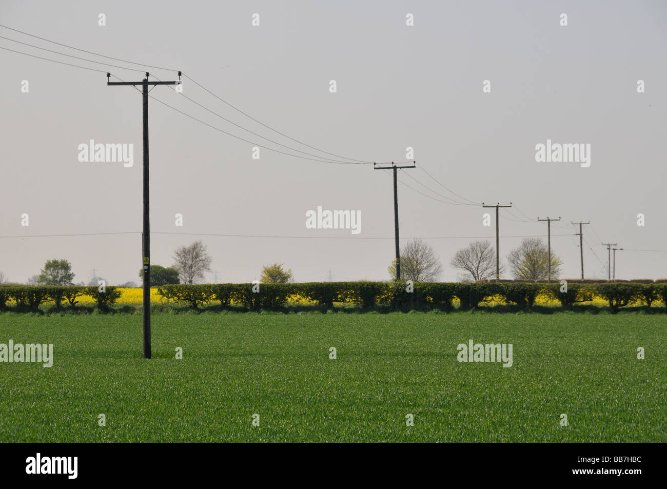 Telegraph poles over fields Stock Photo - Alamy