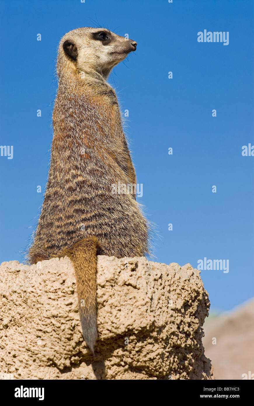 Suricate or meerkat Stock Photo - Alamy
