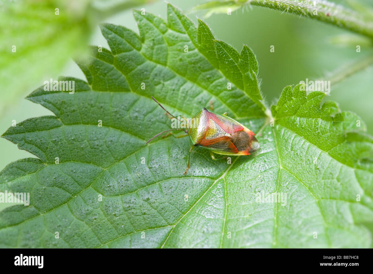 Nettle bug hi-res stock photography and images - Alamy