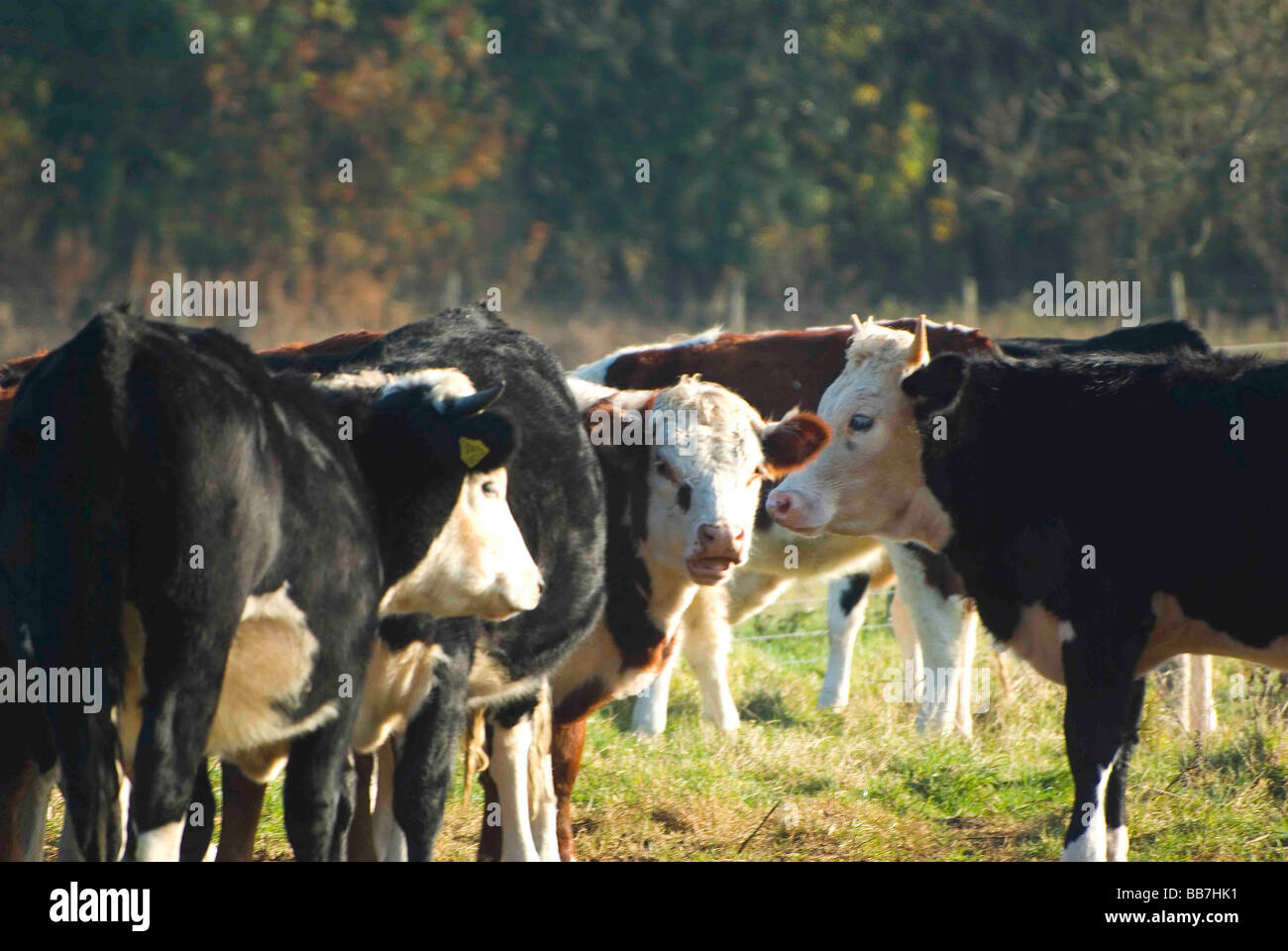 Group of cows hi-res stock photography and images - Alamy