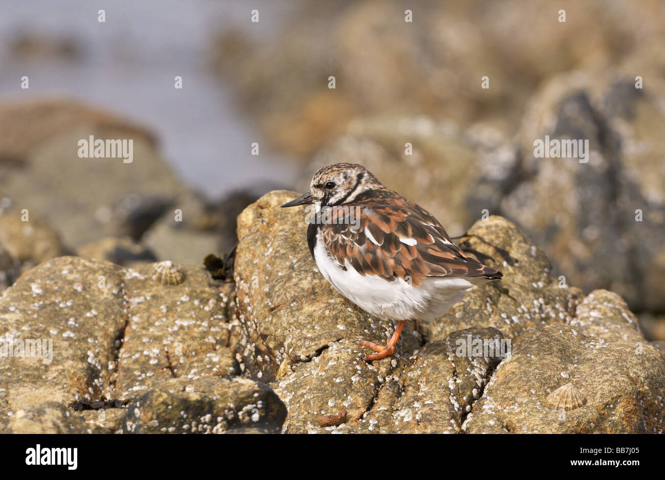 Turnstone bird hi-res stock photography and images - Alamy