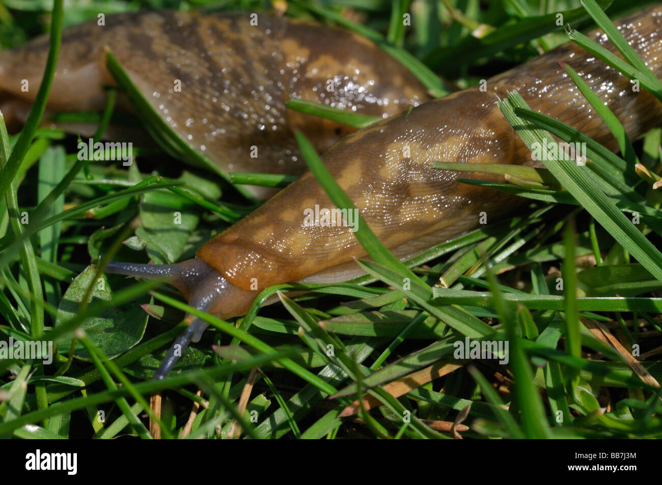 Slugs hi-res stock photography and images - Alamy