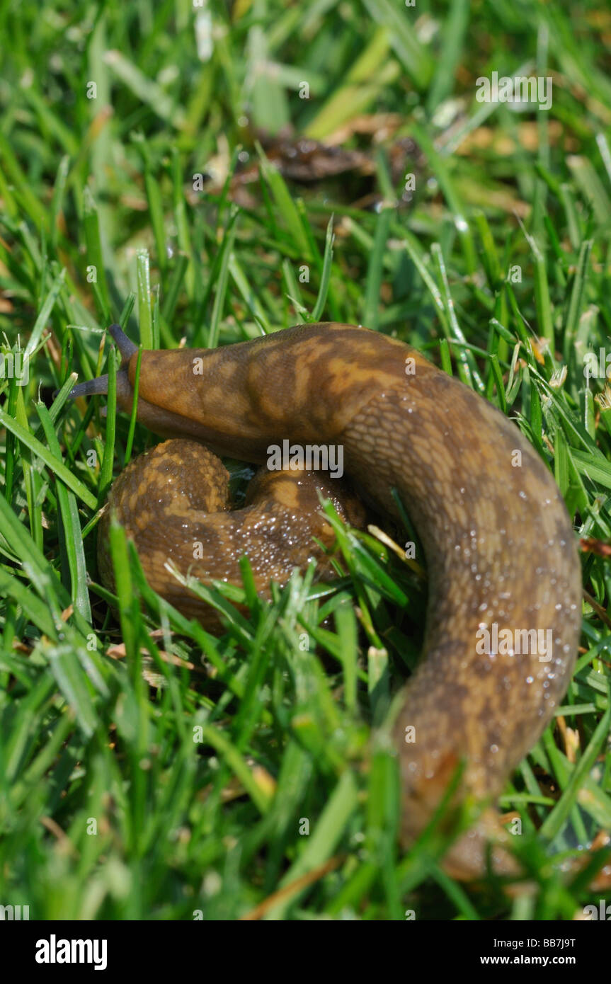 Slimy mollusc hi-res stock photography and images - Alamy