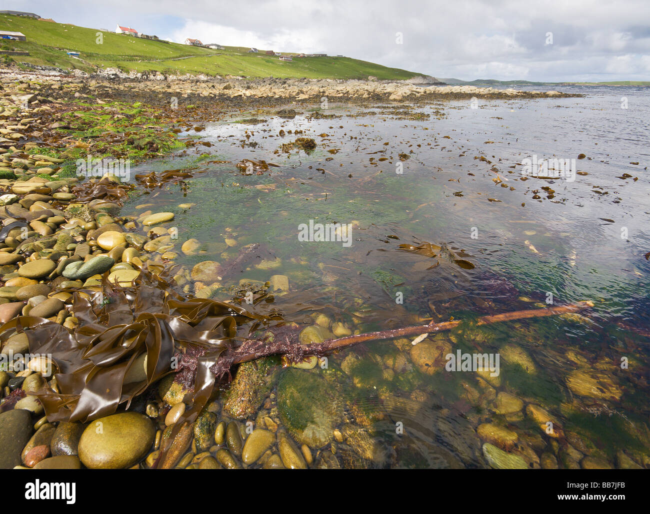 Shetland scotland seaweed hi-res stock photography and images - Alamy