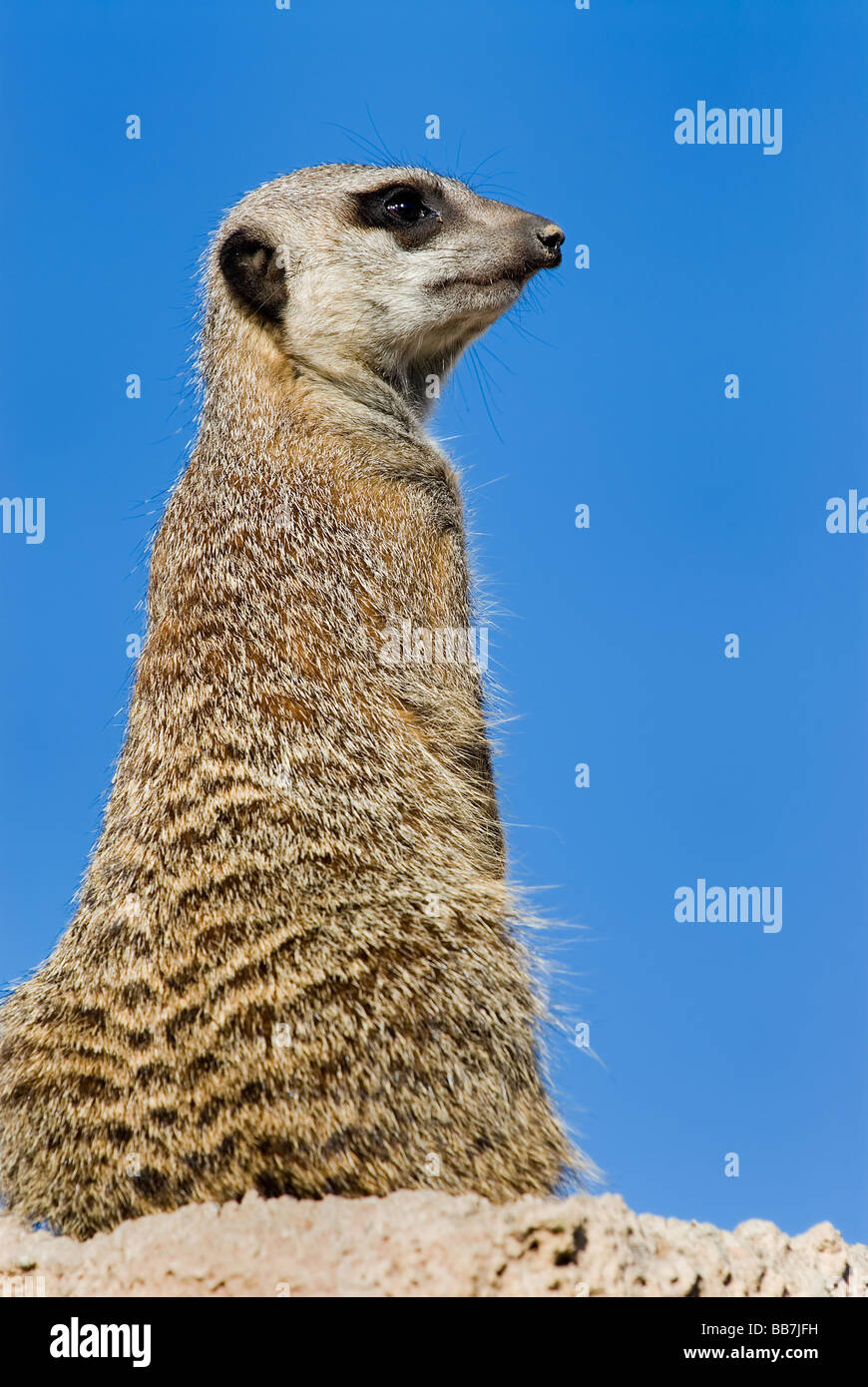 Suricate or meerkat Stock Photo - Alamy