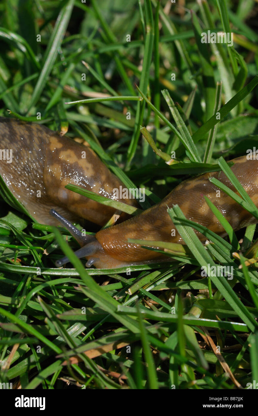 Slimy Slugs High Resolution Stock Photography and Images - Alamy