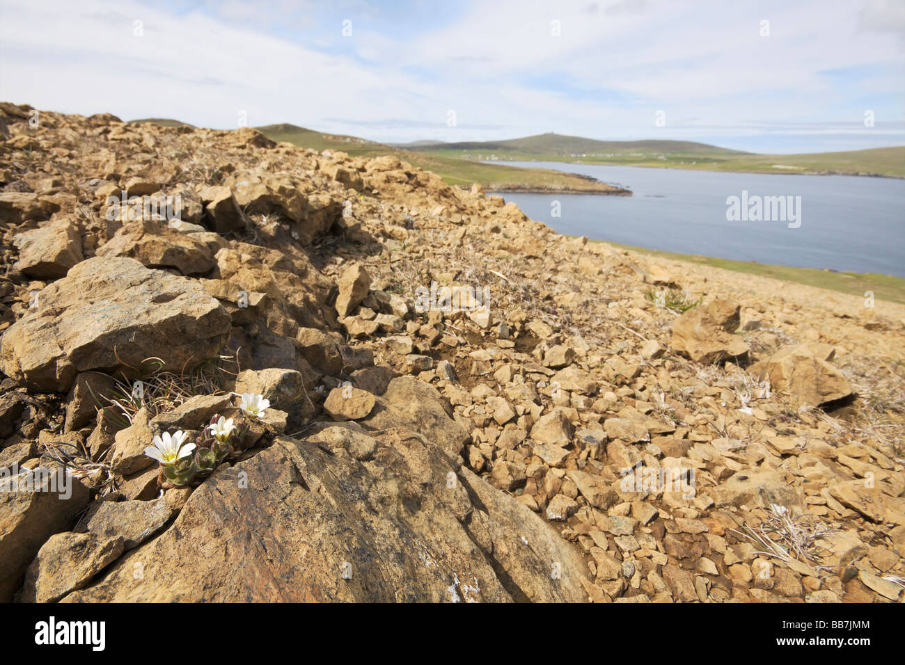 Edmonston's Chickweed or Shetland Mouse-ear and view to Haroldswick ...