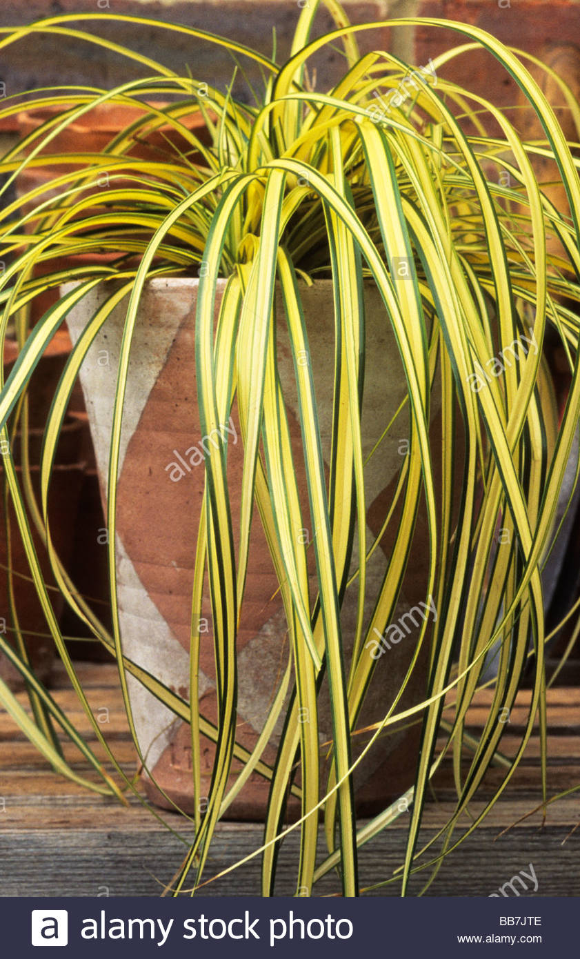 Carex Evergold Stock Photos & Carex Evergold Stock Images - Alamy