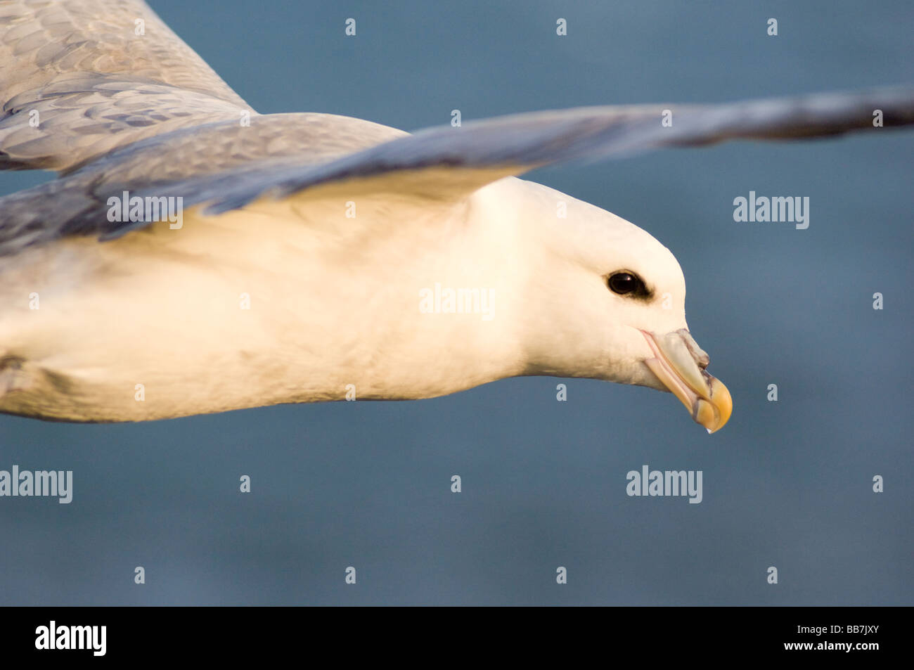 Fulmar petrel, Fulmarus glacialis, flying Stock Photo - Alamy