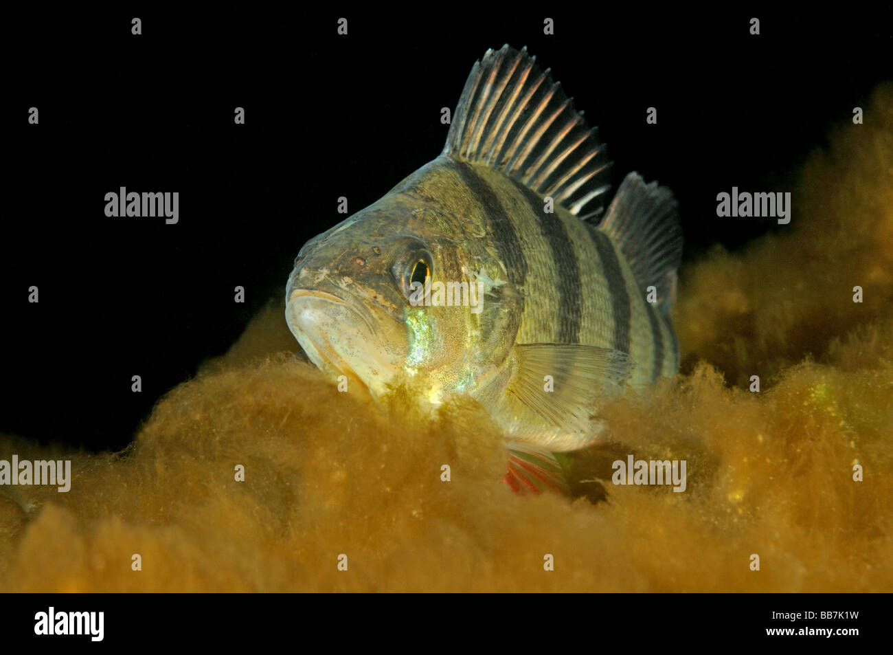 Perca fluviatilis hi-res stock photography and images - Alamy