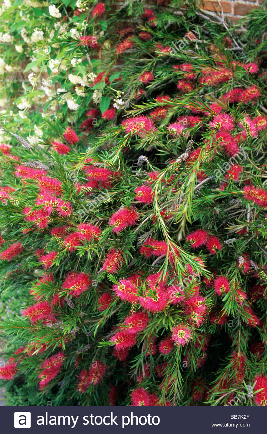 Callistemon Rigidus Stock Photos & Callistemon Rigidus Stock Images - Alamy
