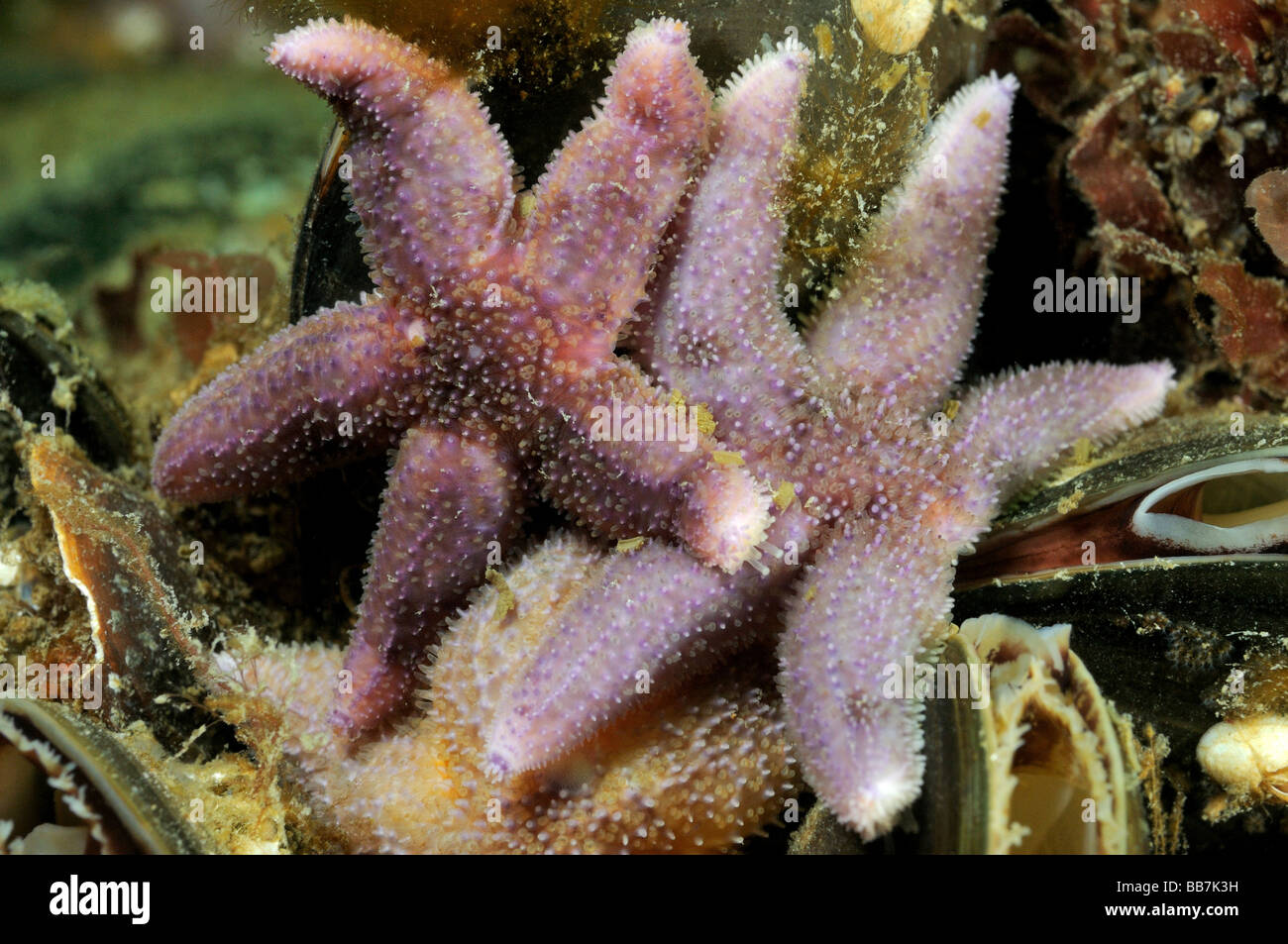 common starfish, Asterias rubens Stock Photo - Alamy