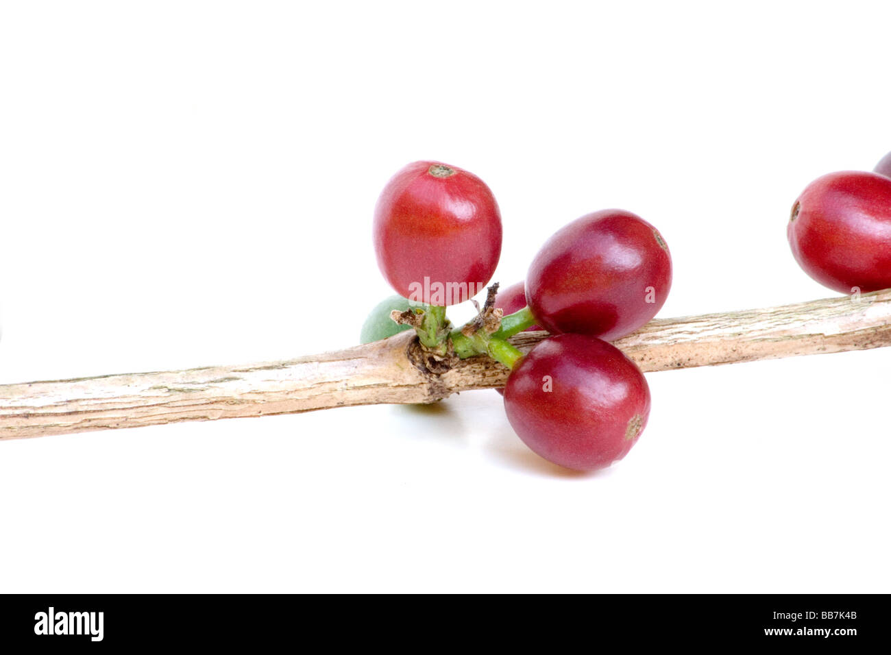 Ripe coffee berries cut hi-res stock photography and images - Alamy