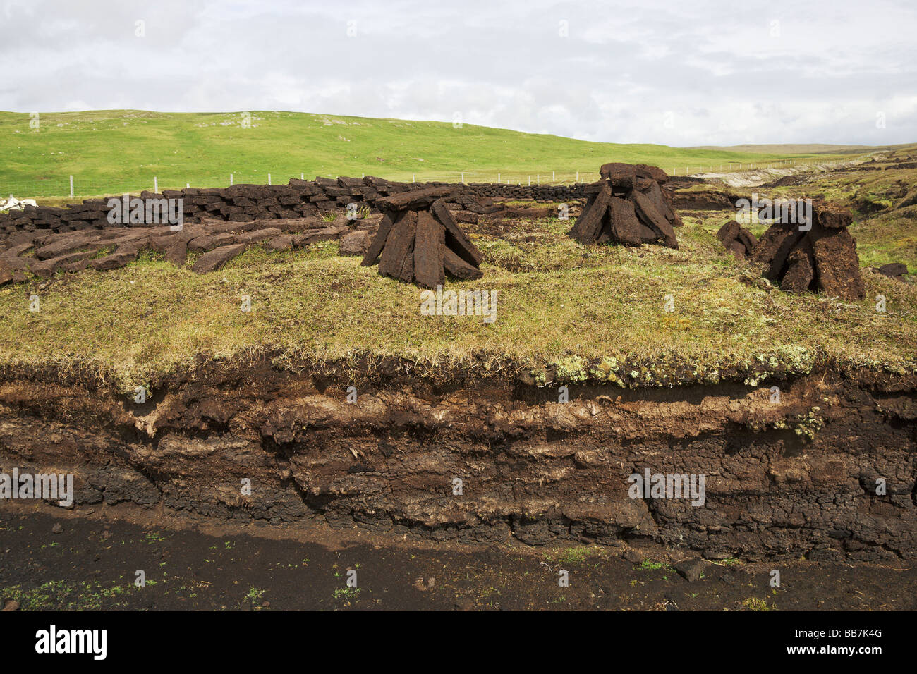 Peat bog with peat blocks for heating fuel drying after cutting ...