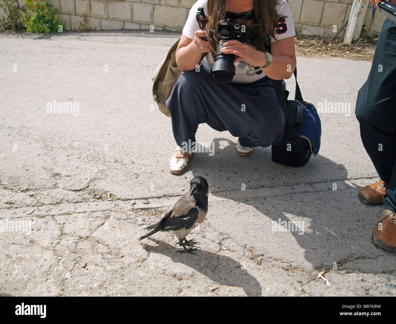 Angry crow hi-res stock photography and images - Alamy