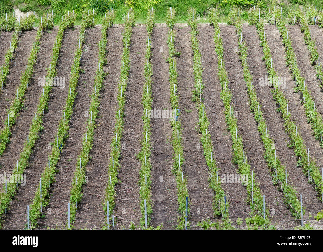 Rows of vines in Champagne vineyard above Bouzy France Stock Photo - Alamy