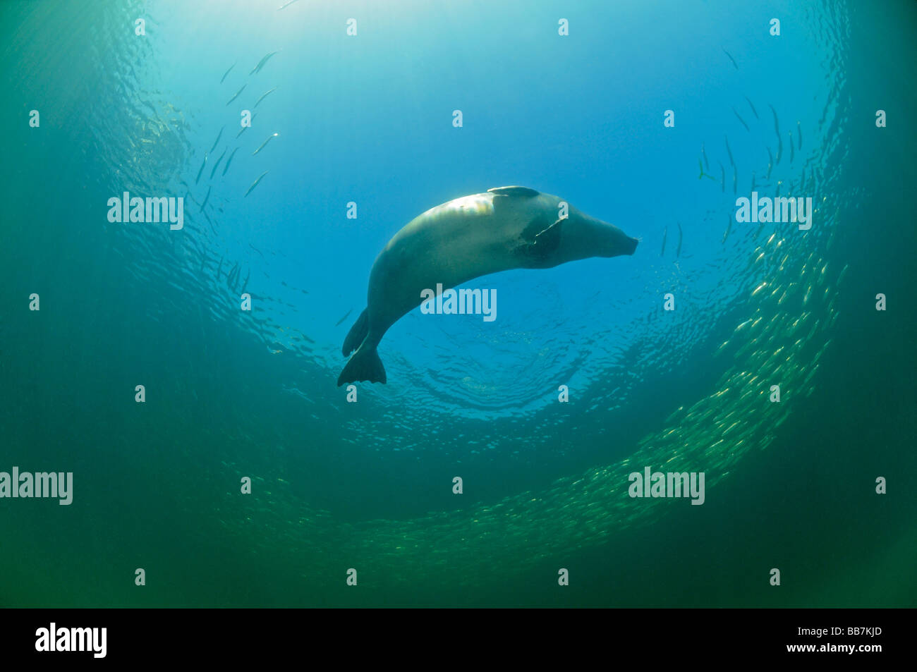 Seal underwater chasing fish hi-res stock photography and images - Alamy