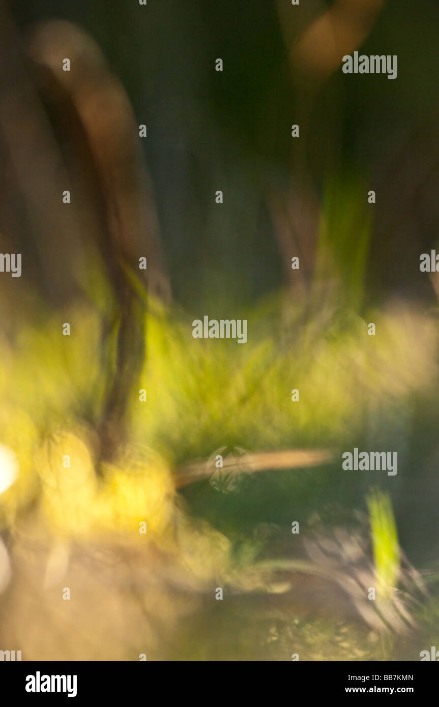 Abstract forest view in the sunset light. Non-focus photo Stock Photo ...