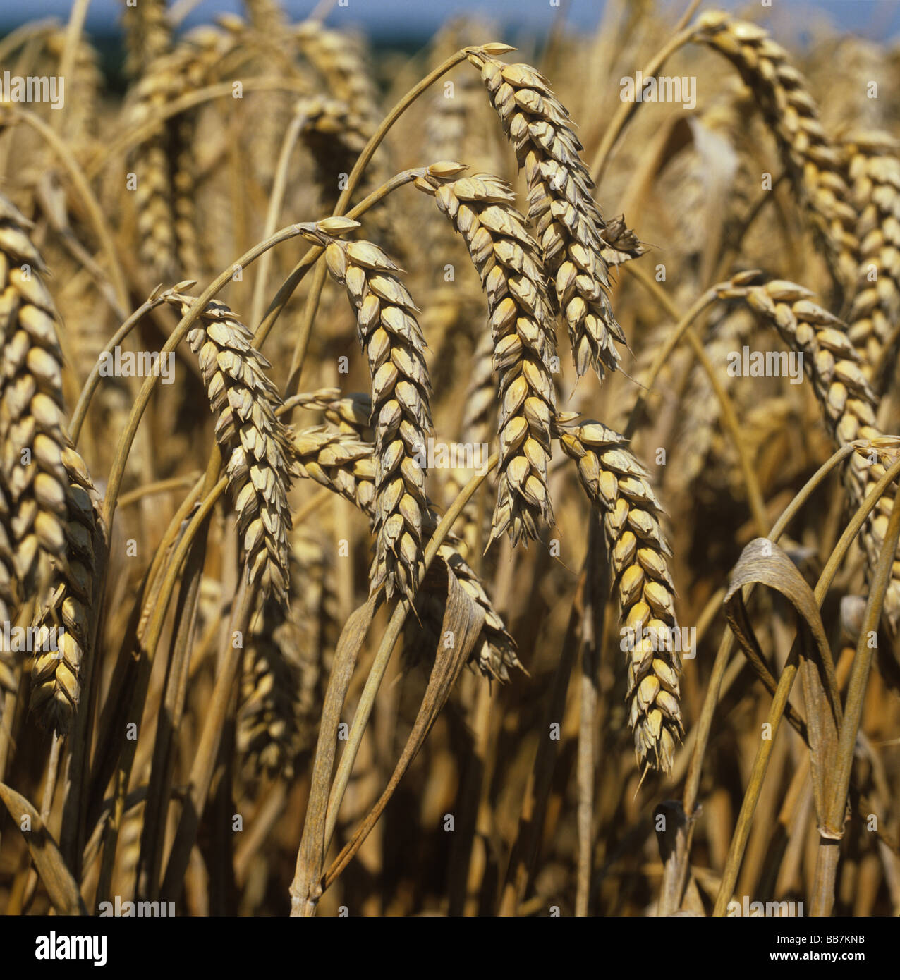 Ear of the wheat hi-res stock photography and images - Alamy