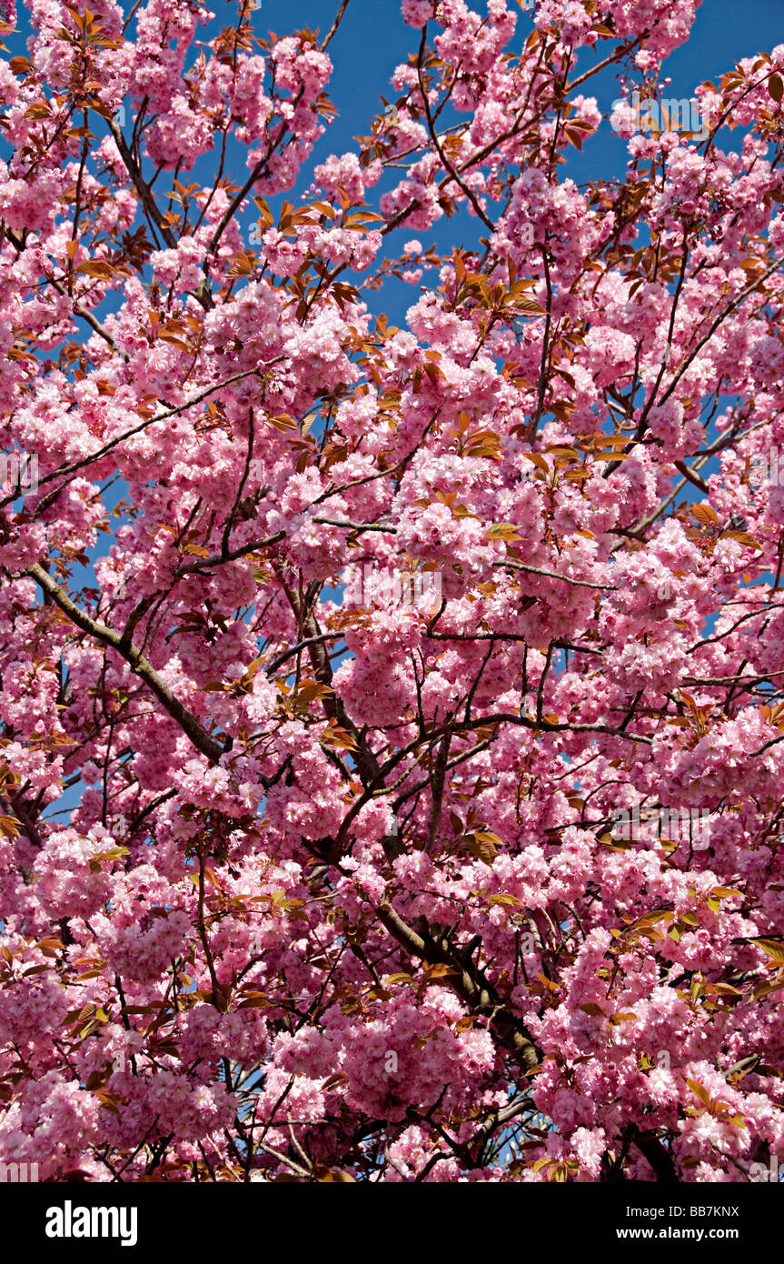pink blossom on trees in the uk flowering in the uk Stock Photo - Alamy