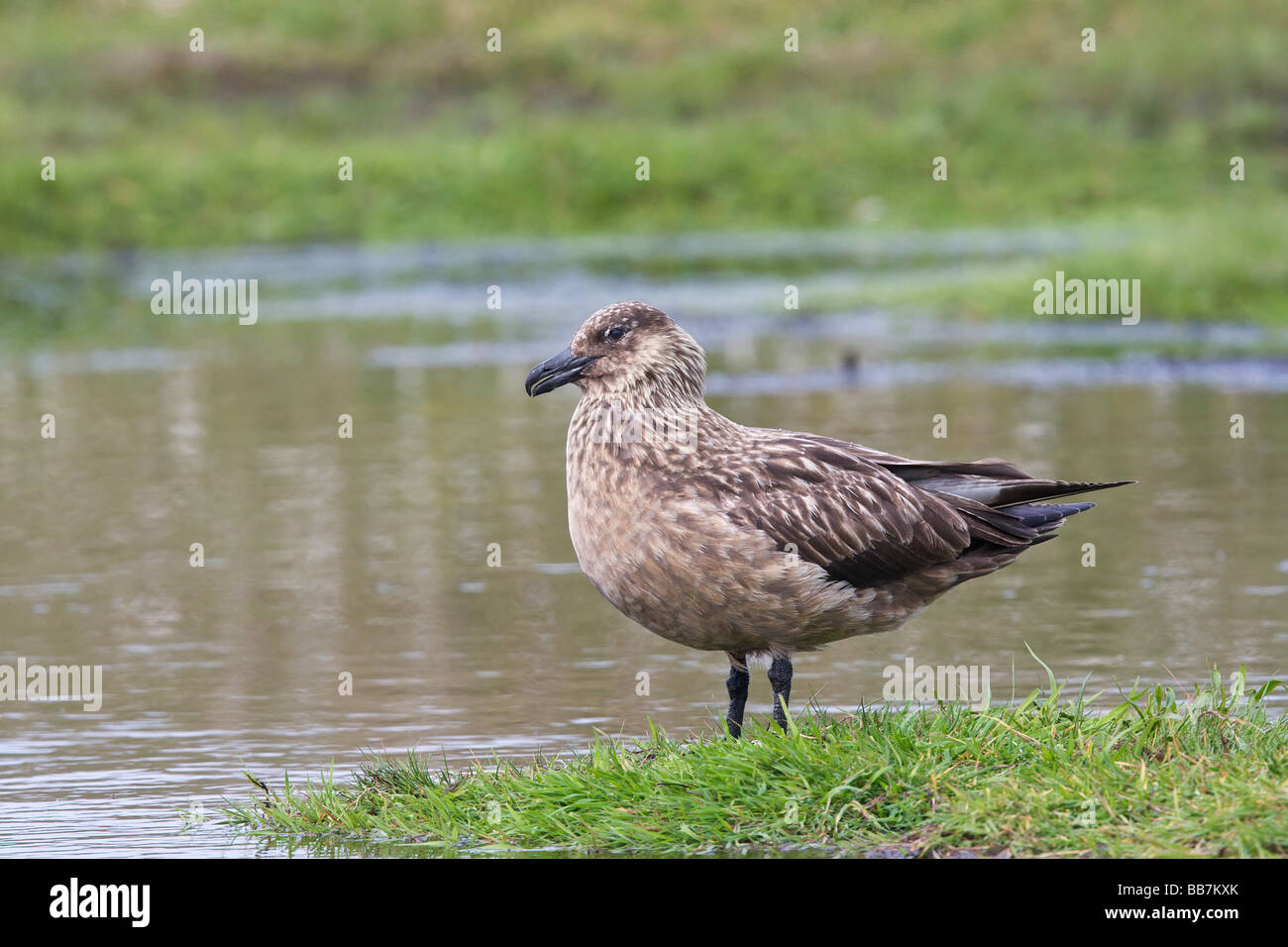 Antarctic or brown skua hi-res stock photography and images - Alamy