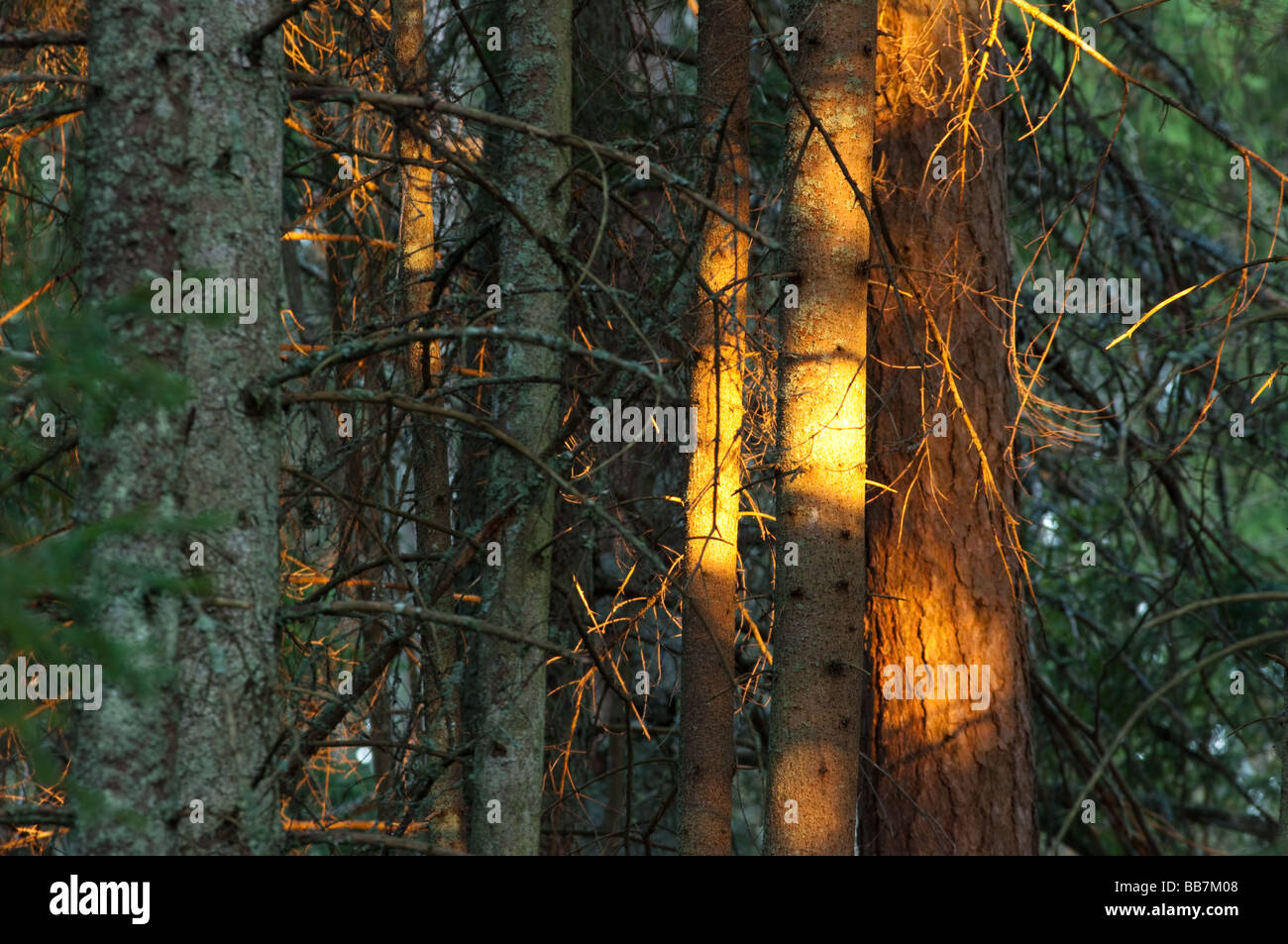 pinus forest in the sunset Stock Photo - Alamy