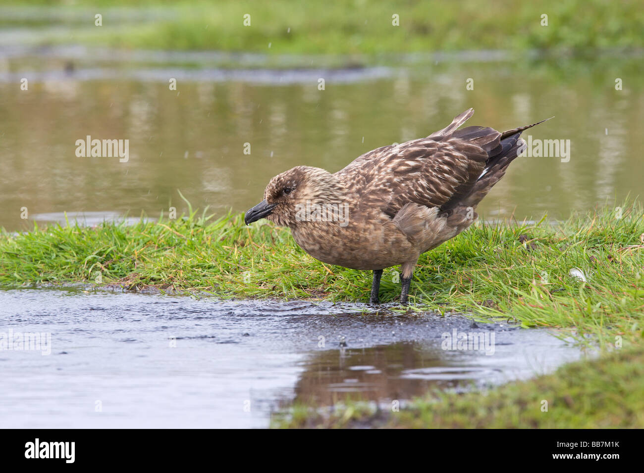 Antarctic or brown skua hi-res stock photography and images - Alamy