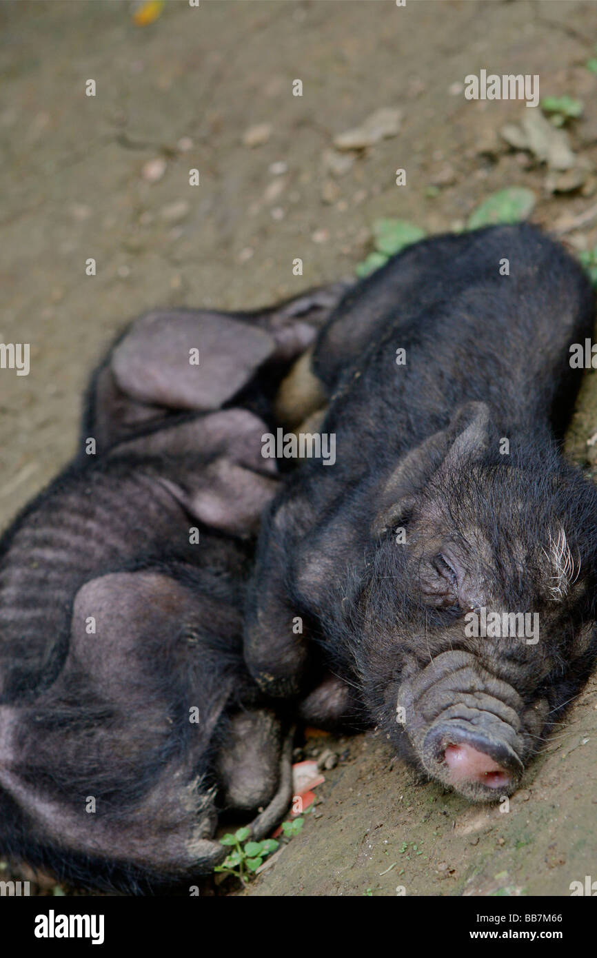 babies pigs sleeping Stock Photo - Alamy