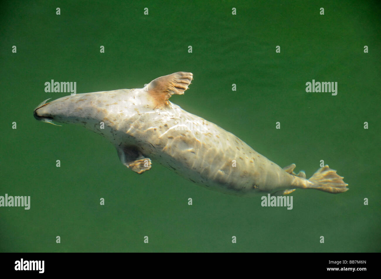 Seal underwater chasing fish hi-res stock photography and images - Alamy