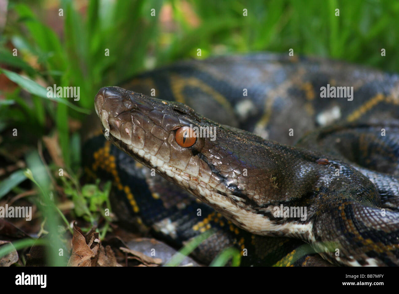 Borneo python hi-res stock photography and images - Alamy