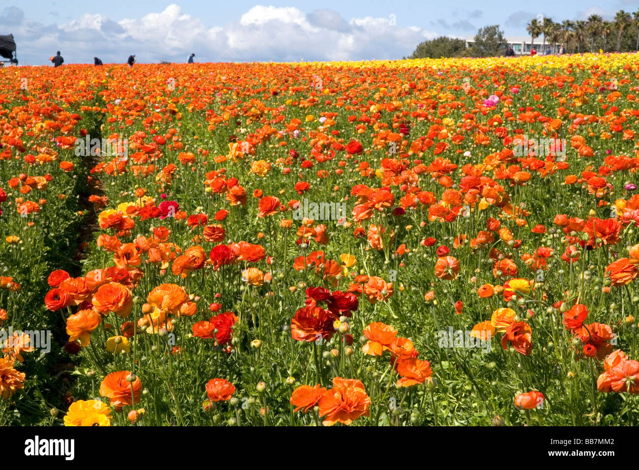 Colorful ranunculus flowers grow at The Flower Fields of Carlsbad ...