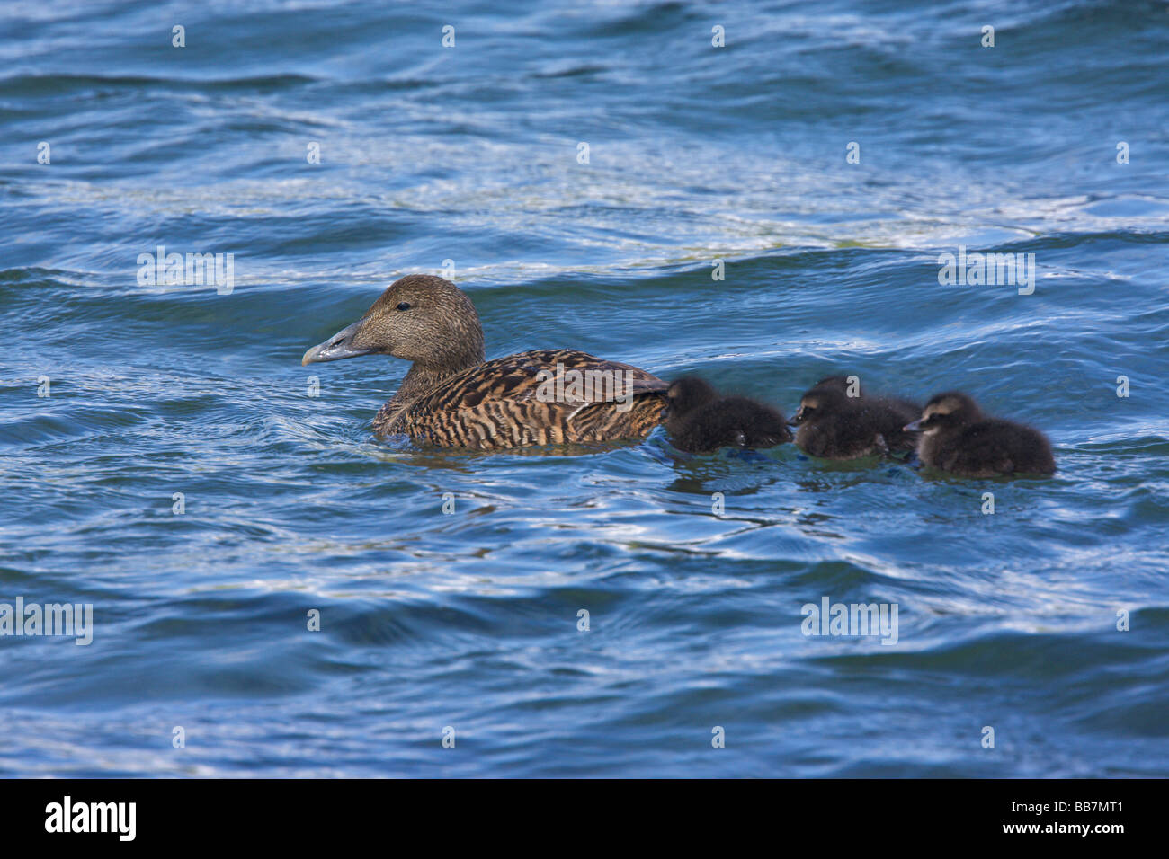 Eider duck chicks hi-res stock photography and images - Alamy
