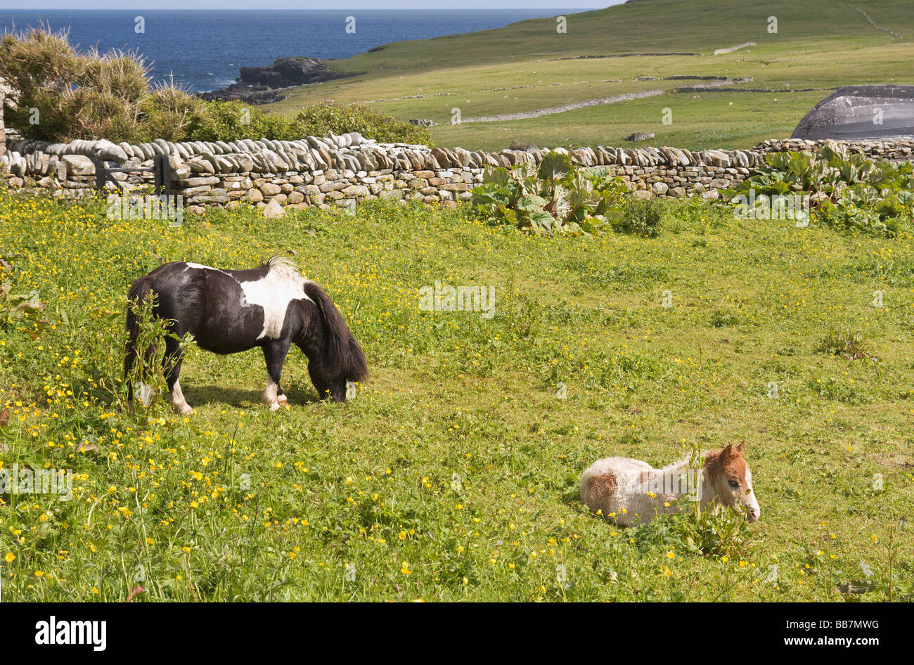Shetlands pony hi-res stock photography and images - Alamy