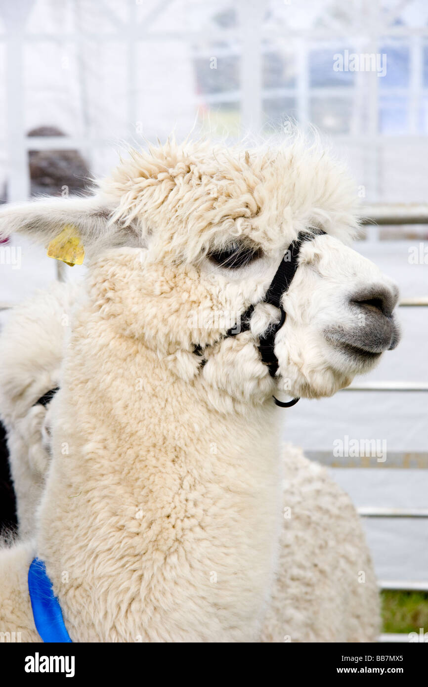 South american alpacas hi-res stock photography and images - Alamy