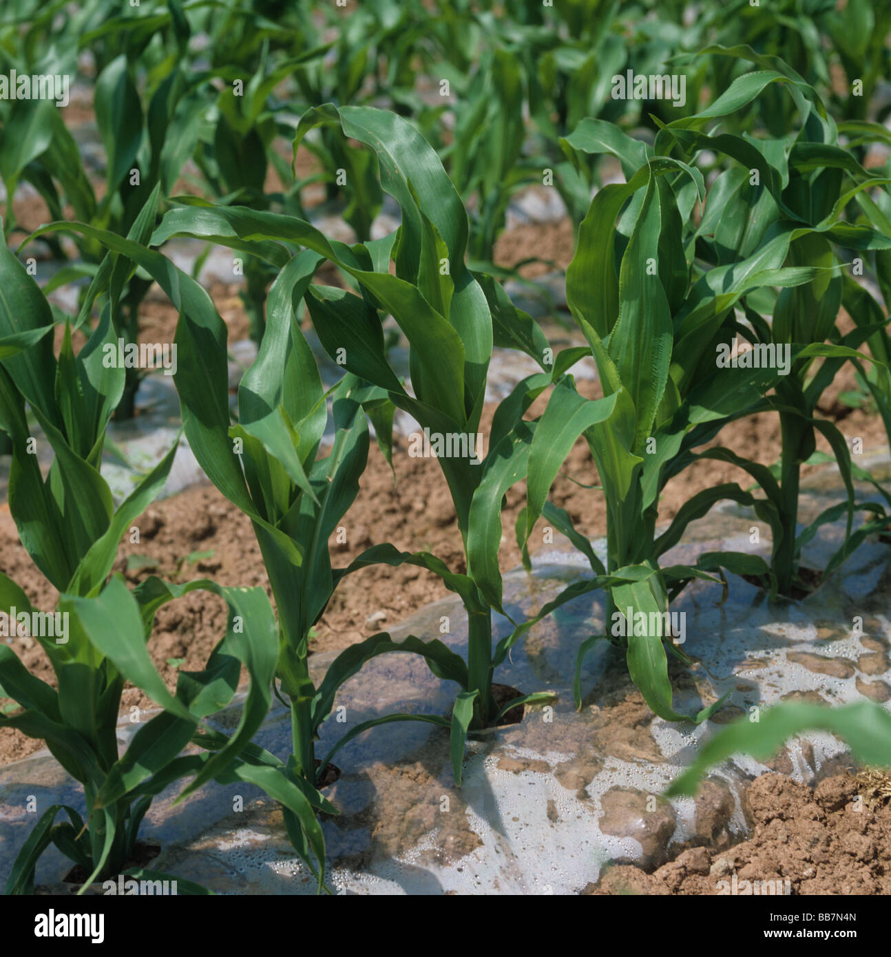 Maize Crop Plastic High Resolution Stock Photography and Images - Alamy
