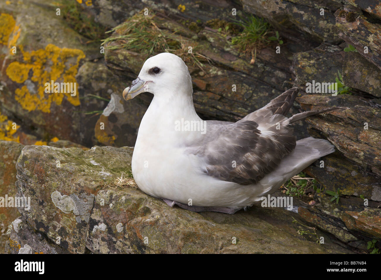Fulmar sitting uk hi-res stock photography and images - Alamy
