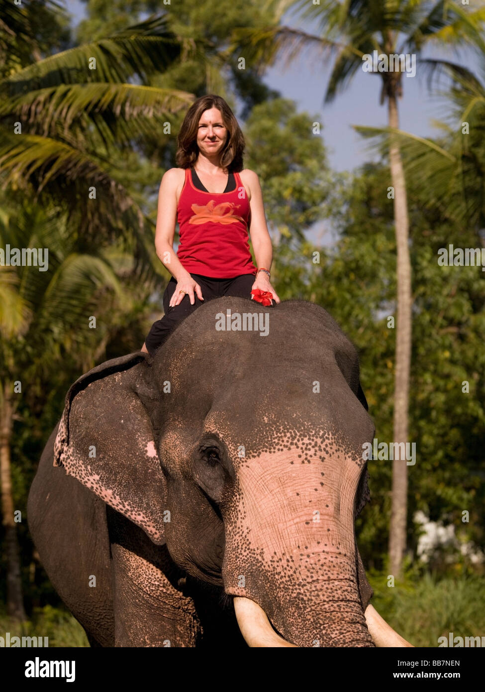 Elephant Sitting Back High Resolution Stock Photography and Images - Alamy