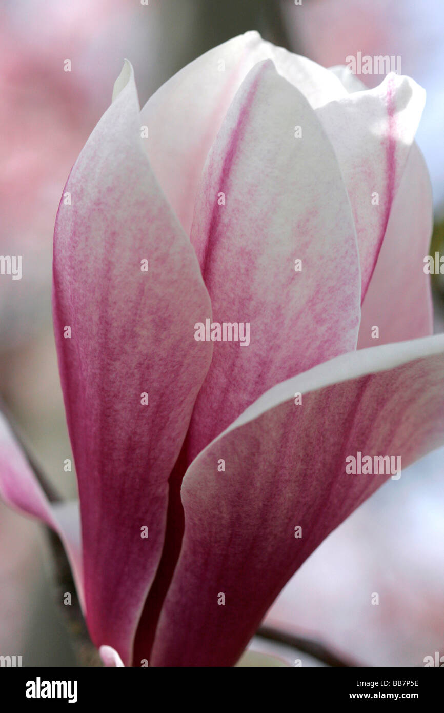 Magnolia Liliiflora blooms during spring in Boise Idaho Stock Photo - Alamy