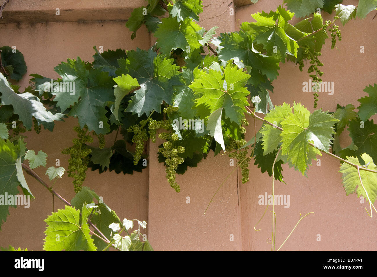 Grapes grow in clusters of 6 to 300 hi-res stock photography and images ...