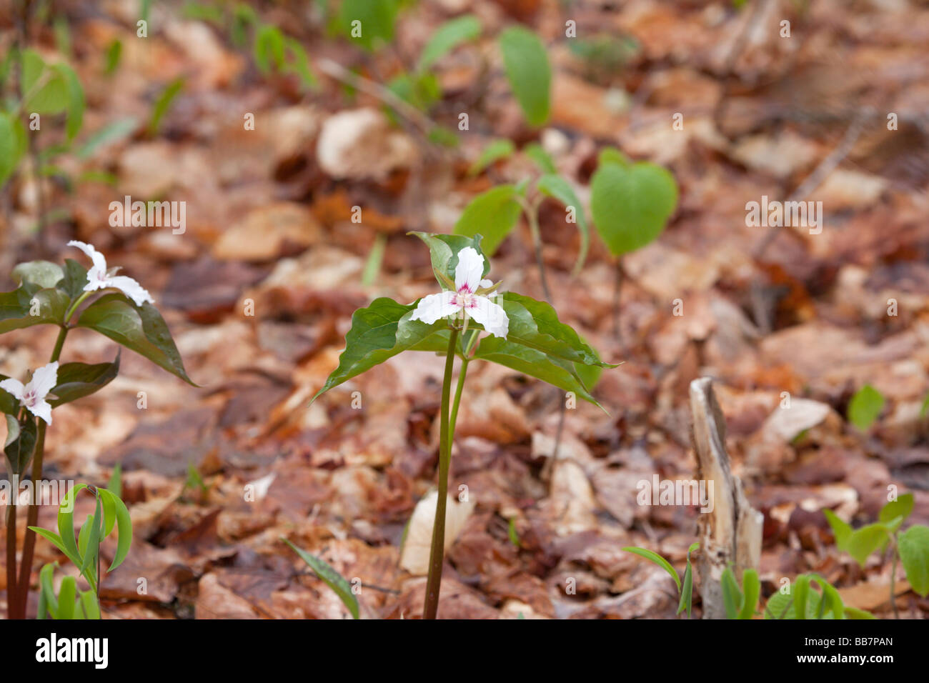 Painted Trillium Trillium undulatum during the spring months Stock ...