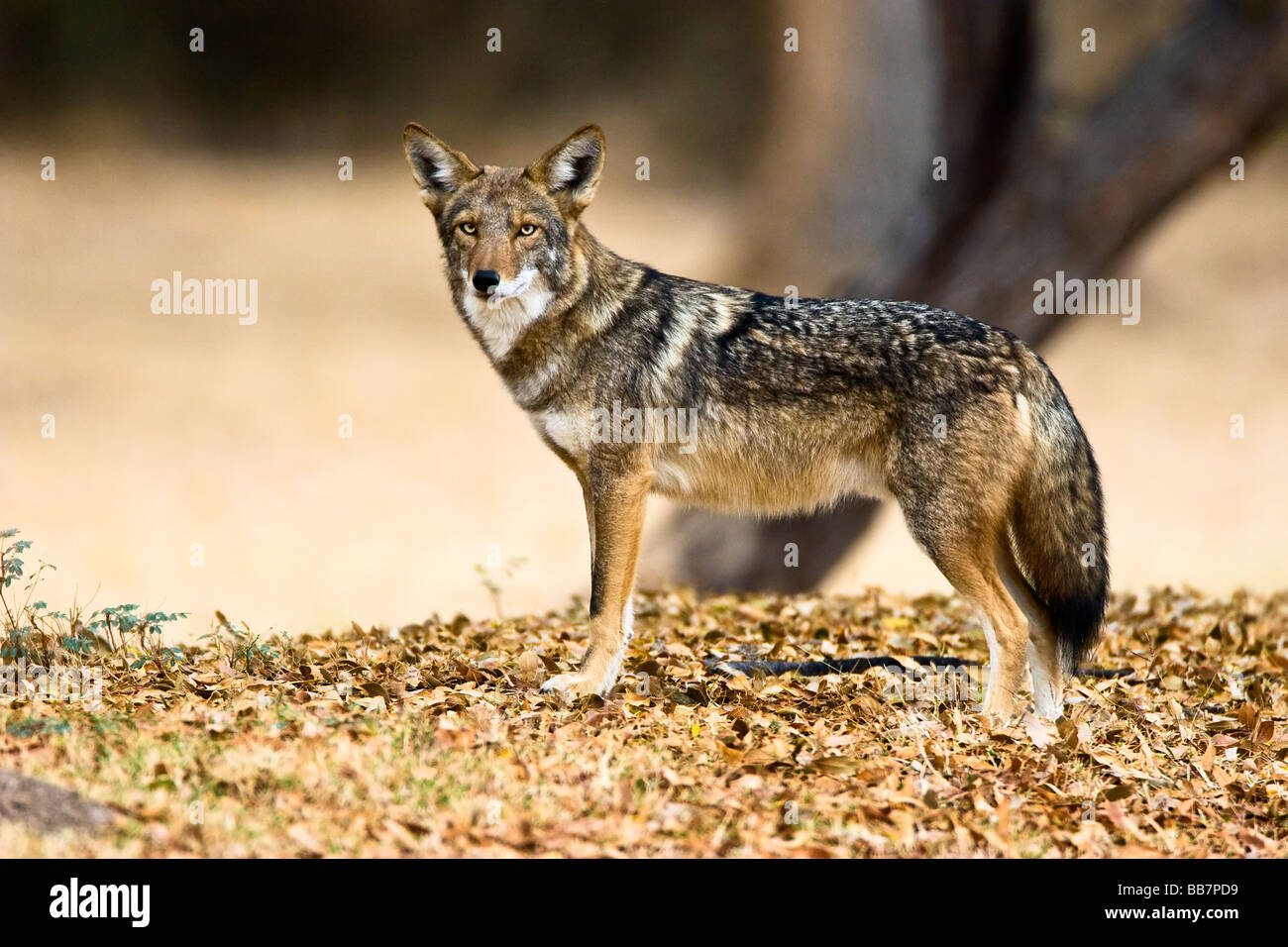 Texas coyote hi-res stock photography and images - Alamy