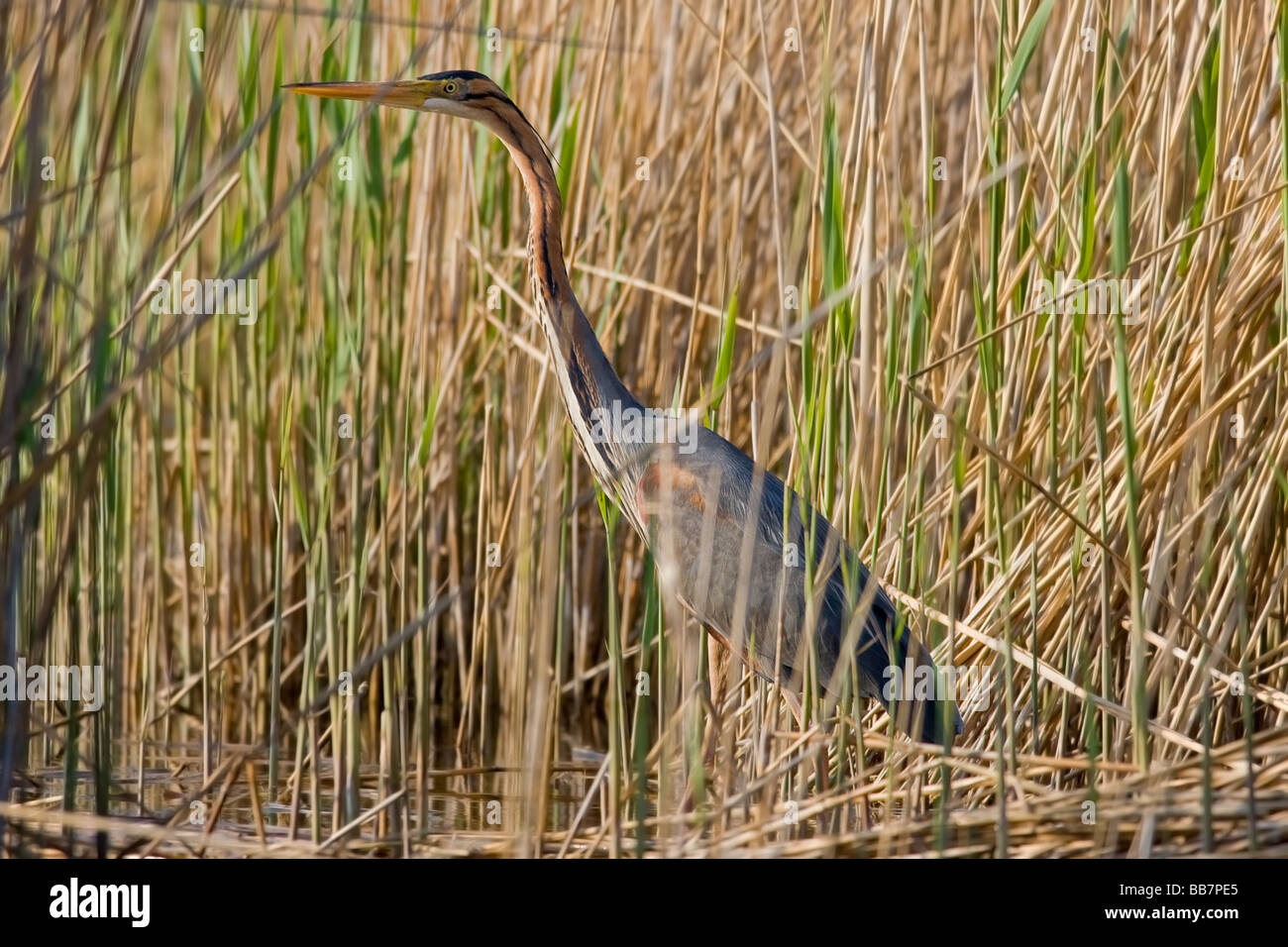 Portrait of purple heron ardea purpurea Stock Photo - Alamy