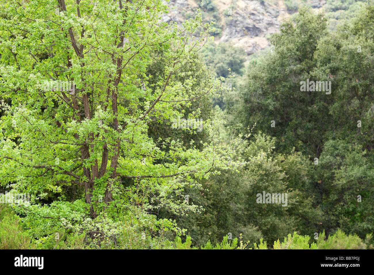 Trees Malibu Creek State Park Calabasas Los Angeles LA Stock Photo - Alamy