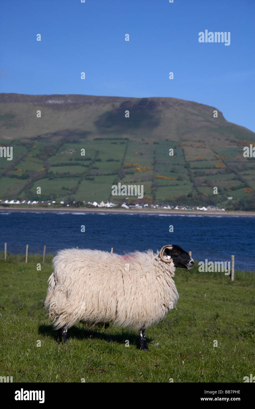 Irish sheep hi-res stock photography and images - Alamy